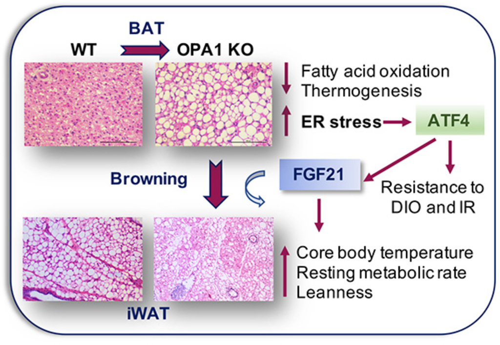 pereira.lab.uiowa.edu | The University of Iowa